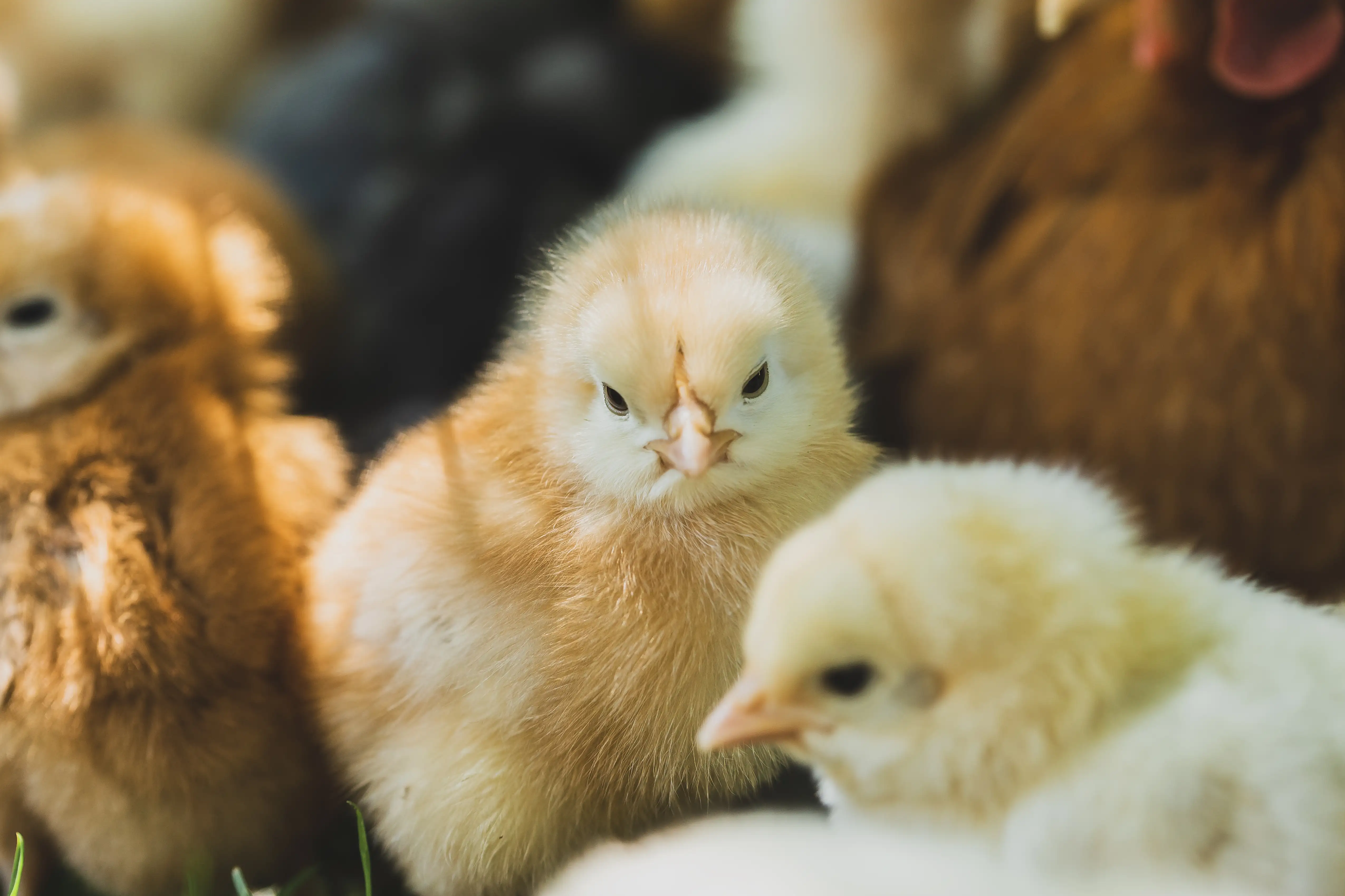 Disposal of culled animals, food waste and risk material - Danish ...