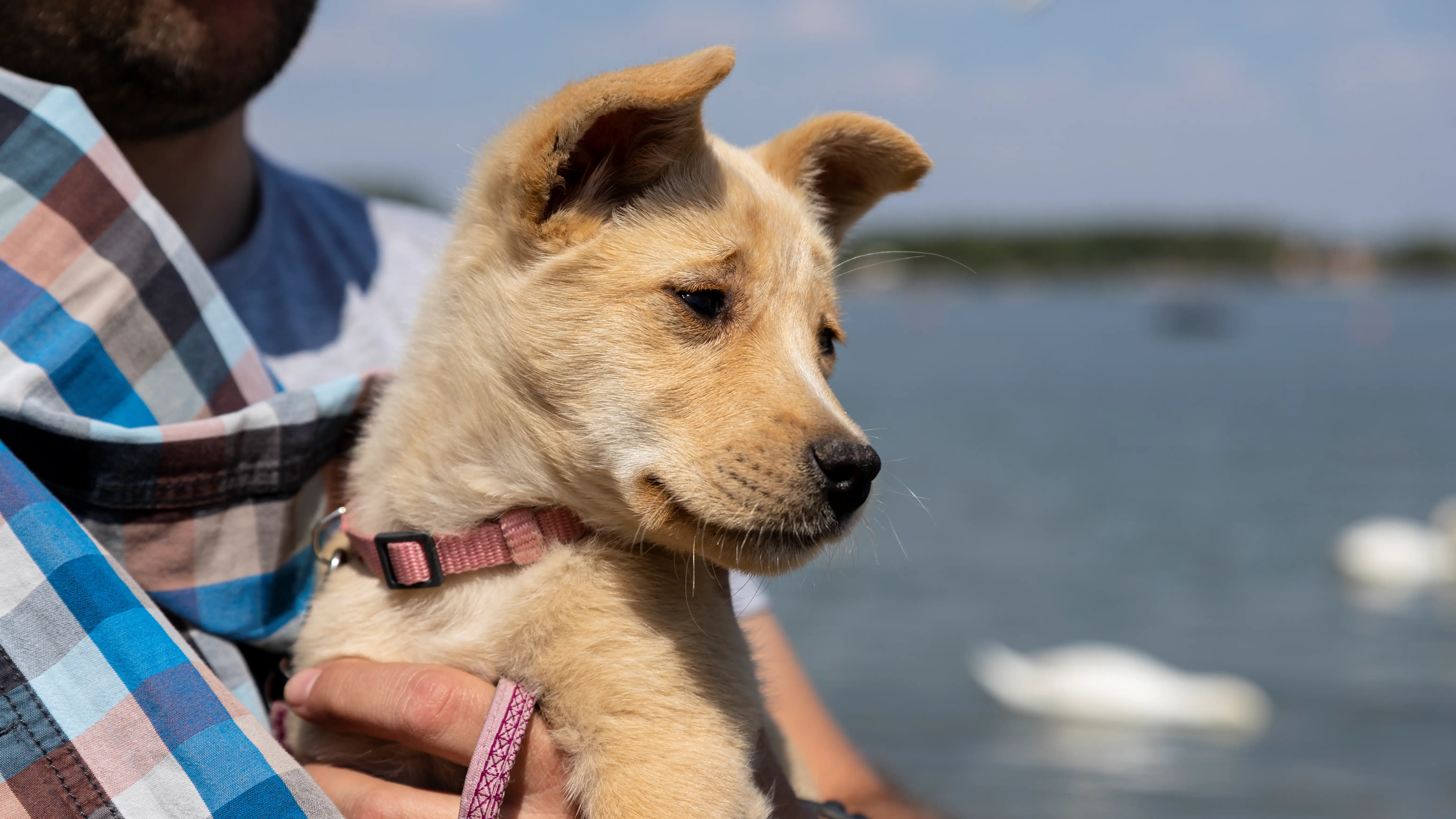 Traveller's Point of Entry in Denmark - Danish Veterinary, Food ...